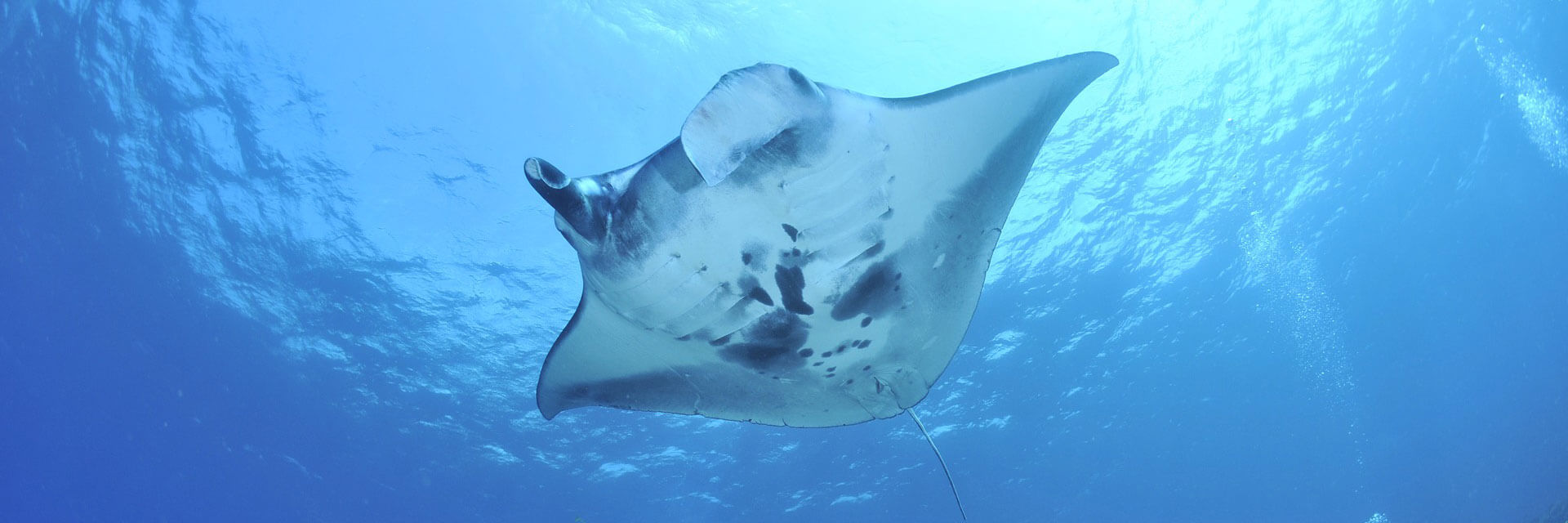 Swim with Manta Rays & Help Protect the marine ecosystem!
